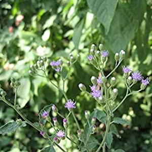 Sahadevi/Vernonia/Sridevi plant seeds - 20 Nos : Amazon.in: Garden ...
