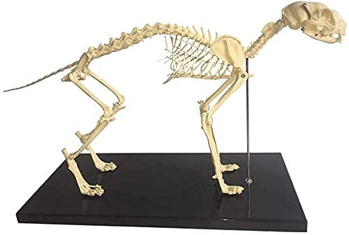 Buy SGSHQQ Anatomical Model Cat Skeleton & Anatomy Model Kit Cat ...