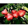 Amazon.com : MITRAEE 100 Rose Apple Fruit Seeds : Patio, Lawn & Garden