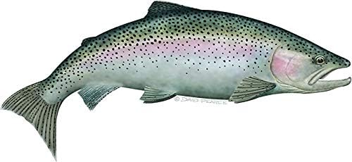 Amazon.com - Rainbow Trout Window Truck Car Vinyl Bumper Sticker Decal ...