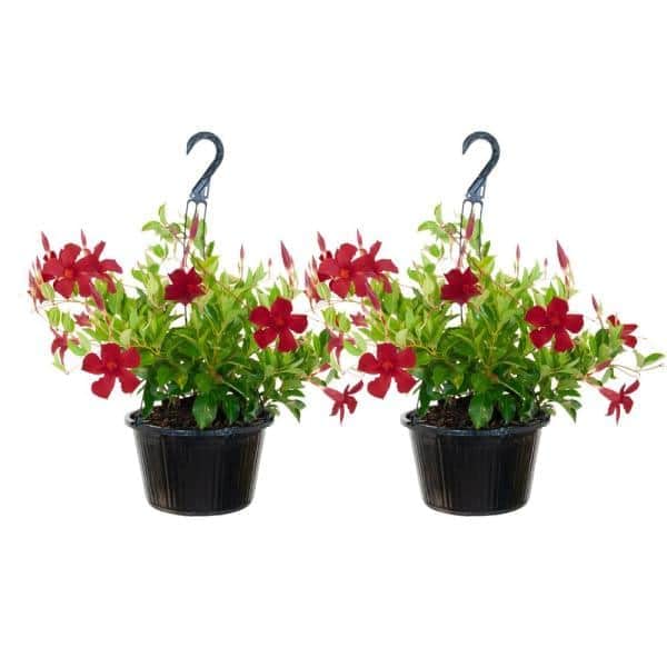 Cloud Farm Mandavilla Red Hybrid Live Plant CF61 : Amazon.in: Garden ...