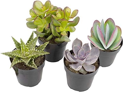 Amazon.com : Altman Plants Live Houseplants (12PK), Indoor Plants for ...