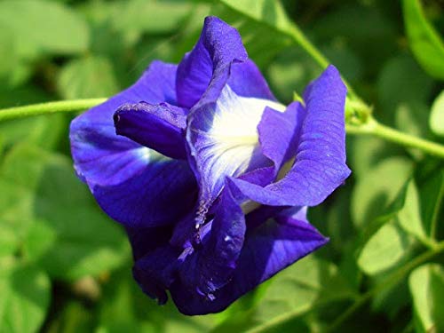 Modern Plants Live Vishnu Kanta, Vishnukanta, Krishna Kanta Holy Flower ...