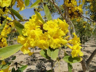 Caribbean Trumpet Tree Yellow Tabebuia 'Tabebuia Argentea' Flower Plant ...