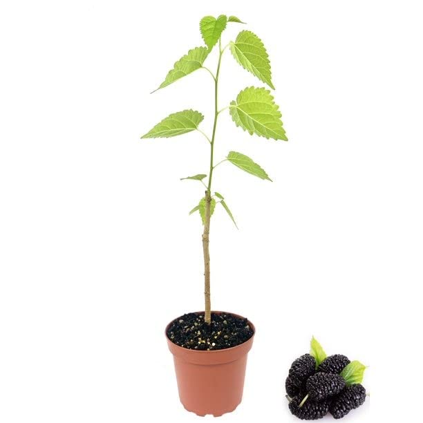 Cloud Farm Live Exotic Air Layered Healthy Shahtoot/Mulberry Fruit ...