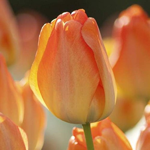 Amazon.com: 10 Daydream Tulip Darwin Hybrid Tulip Flower Bulbs : Patio ...
