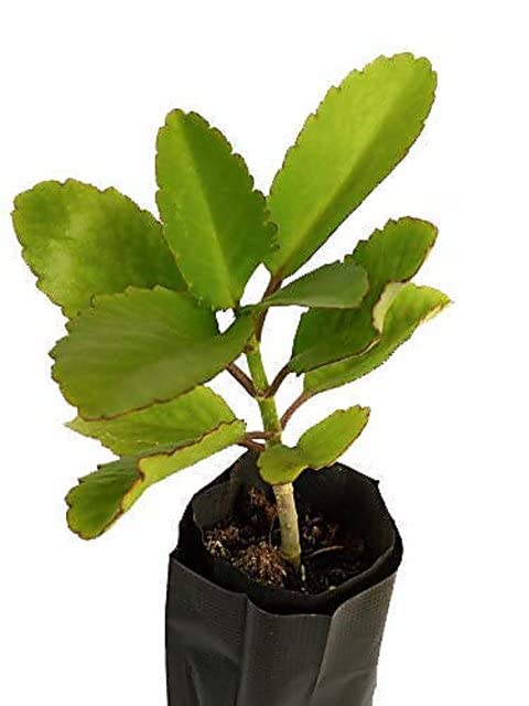 GPS Ranapala Live Plant,Live Ranapala Plant/Kidney Stone Live Plant/Air ...