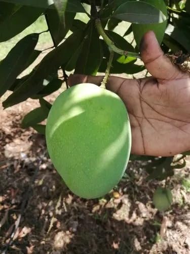Indian 12 Month Hybrid Mango Live Plant & Fruit Tree (Grafted, Pack Of ...