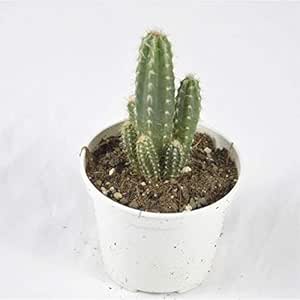 Pianta Grassa Cereus Peruvianus : Amazon.it: Giardino e giardinaggio