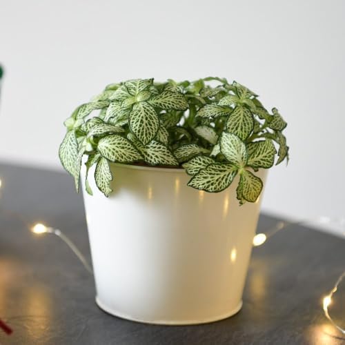 Fittonia 'White Tiger' - Striking White Veined Foliage - Tropical ...