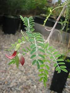 Amazon.com: 1 Packet - 20 Seeds of Cancer Bush/Sutherlandia frutescens ...