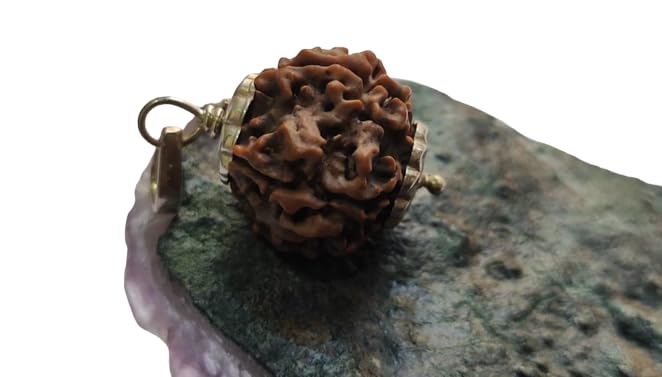 6 Mukhi Rudraksha 6 Face Rudraksha Original Certified Nepal 18mm with ...