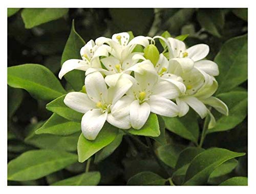 S Garden Live Murraya paniculata/Kamini/Kunti/Manokamini Flower Plant ...