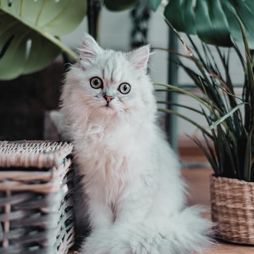 Amazon MusicでCat Relaxing MasterのDay With My Cat Daisyを再生する