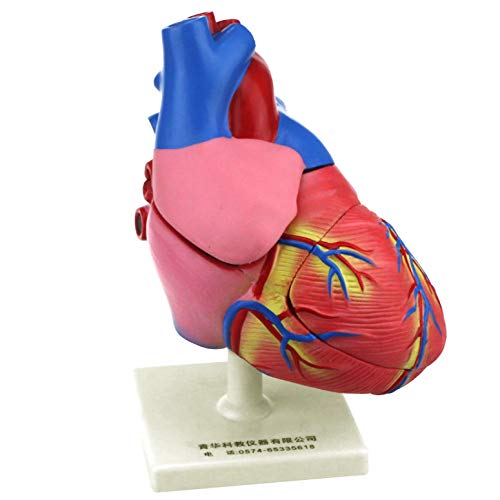 Buy Professional version, heart model, biological model, science and ...