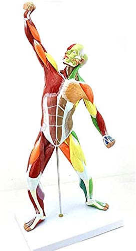 Buy Muscle Anatomical Model - 50CM Mini Sports Human Model, Advanced ...