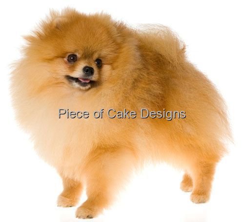 Amazon.com: 1/4 Sheet ~ Pomeranian Dog Breed ~ Edible Cake/Cupcake ...