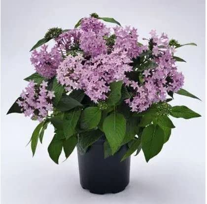 GREEN LINE Pentas (Lavender) Plant (Hybrid, Pack of 1) : Amazon.in ...
