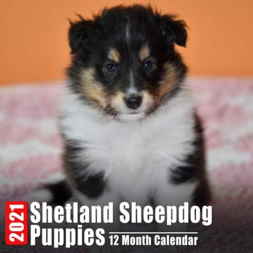 Mini Calendar 2021 Shetland Sheepdog Puppies: Cute Sheepdog Puppy ...