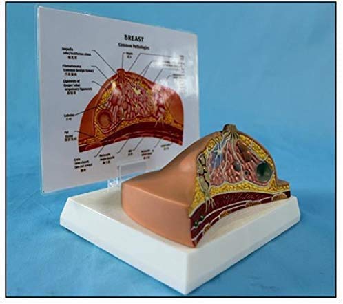 Diagrama De Anatomía Del Pecho Humano