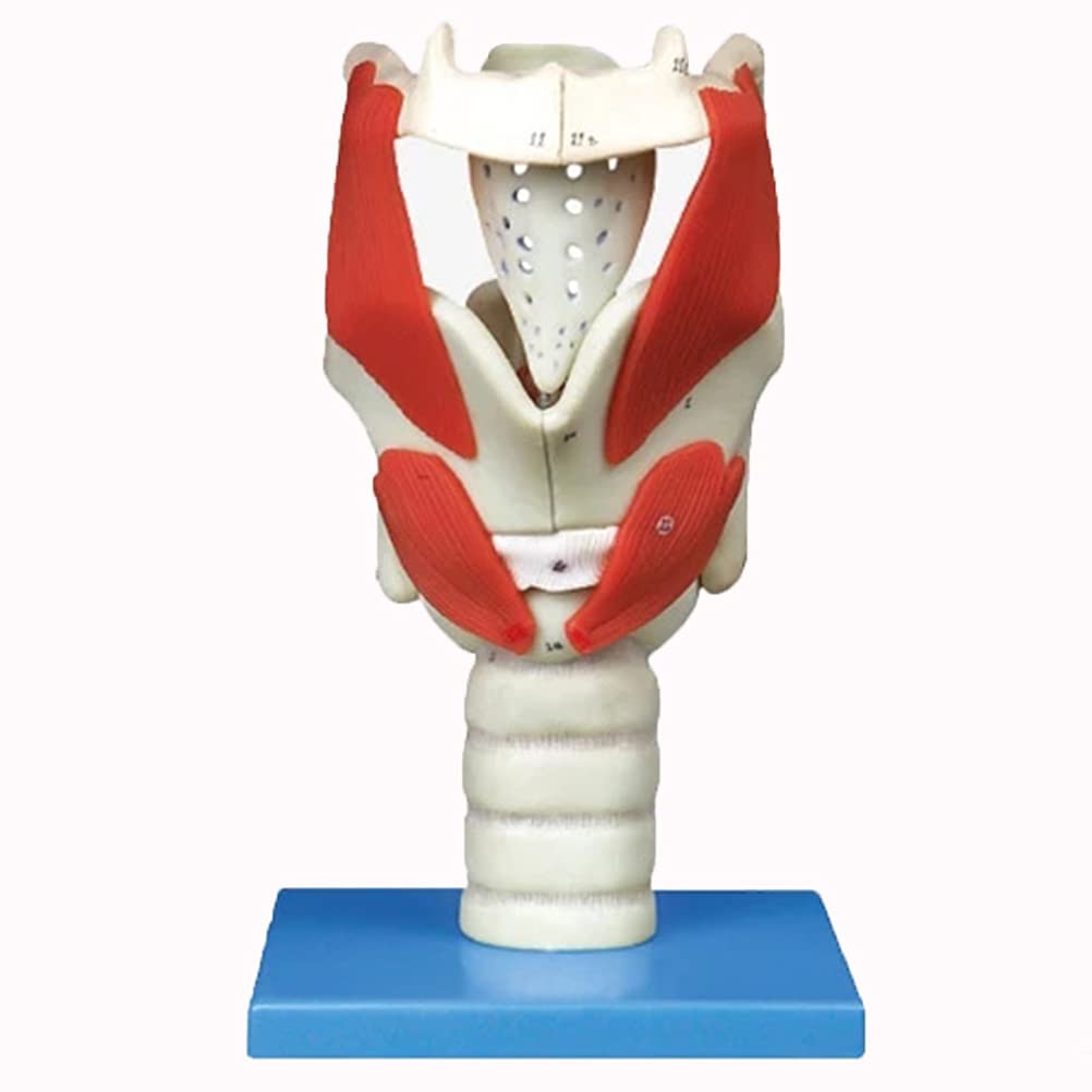 Buy WWJJLL 3X Human Laryngeal Muscle Model, Laryngeal Joint Laryngeal ...