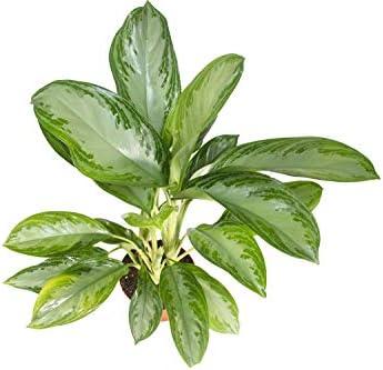 Amazon.com : Nature's Way Farms Aglaonema Silver Bay Live Plant (25-30 ...