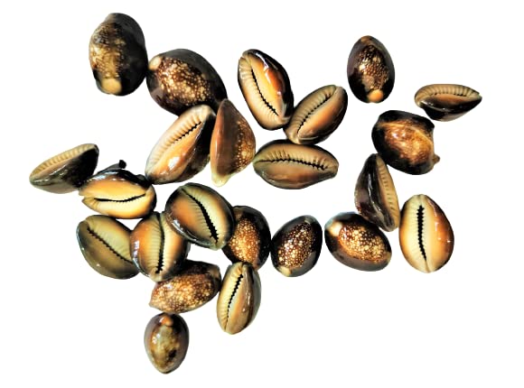 Buy Natural Shell Lakshmi gavval, Brown Kauri, Kaudi, Cowry, Kody ...