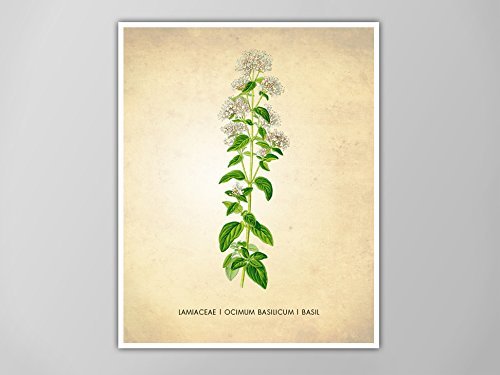 Amazon.com: Basil Art Print, Herbs and Spices Art Print, Cooking Art ...