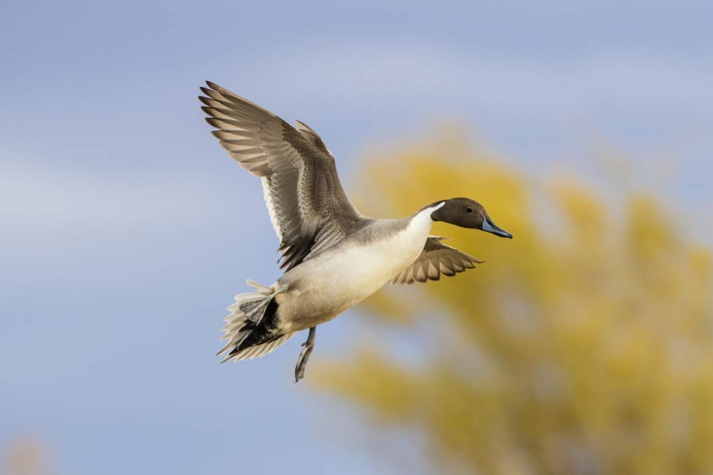 Pintail Duck Landing