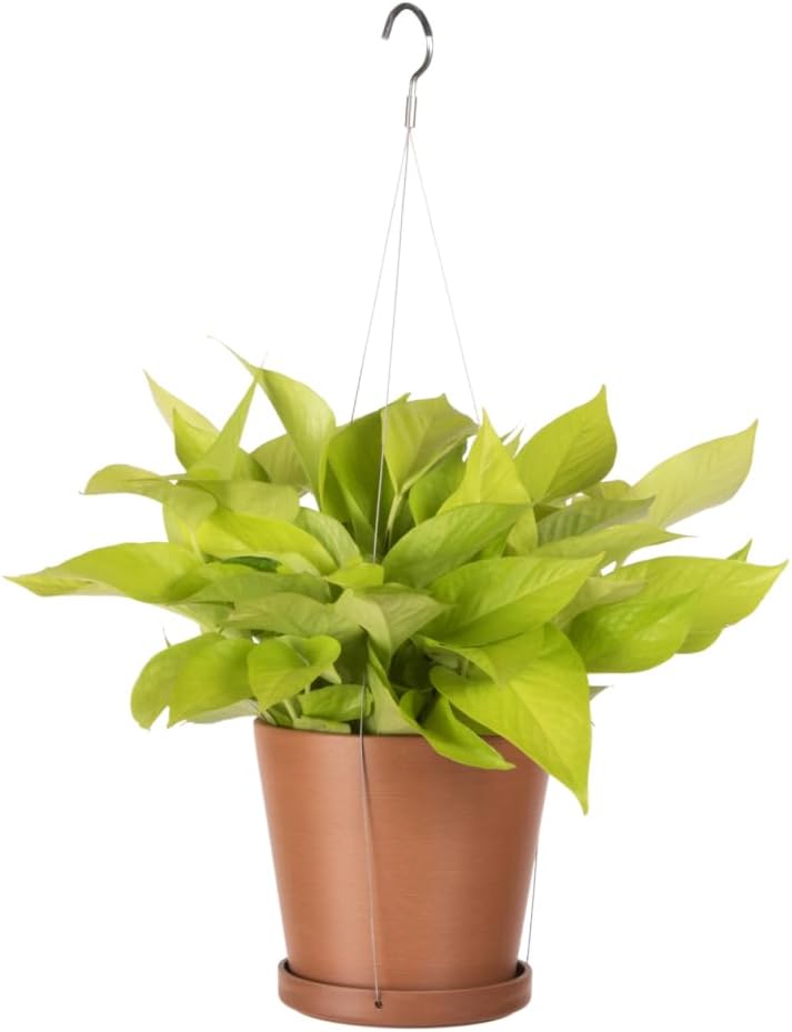 Amazon.com: The Flaccid Cactus Modern Hanging Pot & Saucer - 7 Inch ...