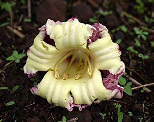 SHOP 360 GARDEN Oroxylum indicum, Indian Trumpet Flower, Tree of ...