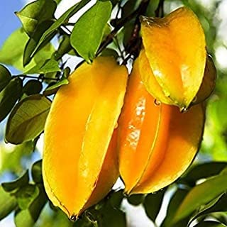 Bhumi Enterprise All Time Sweet Star fruit,Carambola "Grafted" Kamranga ...
