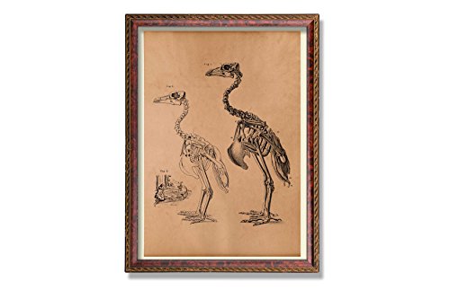 Amazon.com: Bird skeleton art print Anatomical poster Animal decoration ...