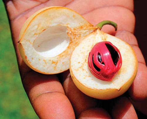 Trothic Gardens Grafted Nutmeg - Jaifall Myristica Spice Tree Live ...