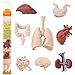 Amazon.com: Safari Ltd. Human Organs TOOB - 8 Mini Figurines Including ...