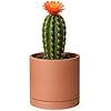 Amazon.com : D'vine Dev Small Plus 5 Inch Terracotta Plant Pot with ...