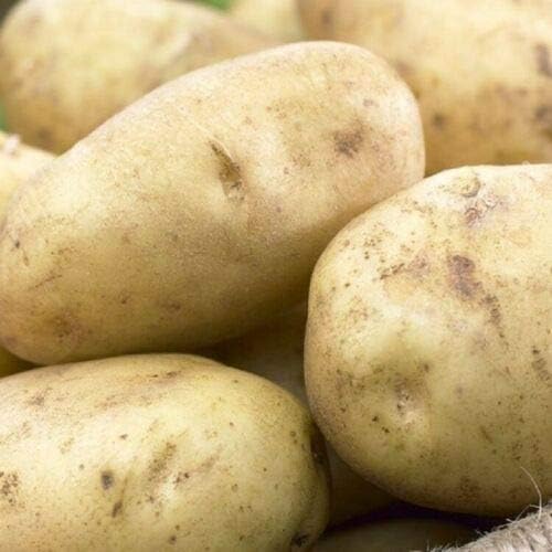 Wilja Seed Potato,Famous Variety Seed Potatoes -for Planting, X20 ...