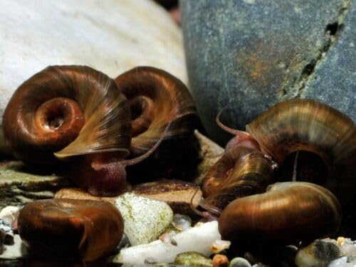Pond Snails in Your Pond - Pond Expert