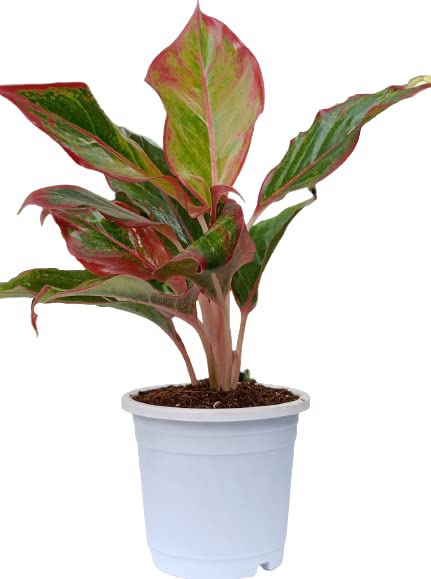 Phulwa Aglaonema Siam Lipstick Red Natural Live Plant : Amazon.in ...