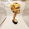 Amazon.com : abocyn Skull Planter & Spine Stand, Resin Skeleton Flower ...