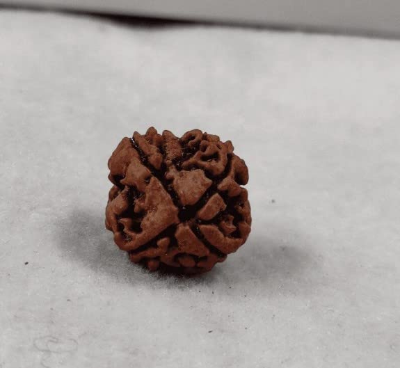 GemsMart Chaturmukhi Rudraksha Original नेचुरल 4 मुखी रुद्राक्ष नेपाली ...