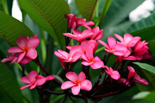 BLOOM & GROW Champa Frangipani Live Plant Decorative Outdoor Indoor ...