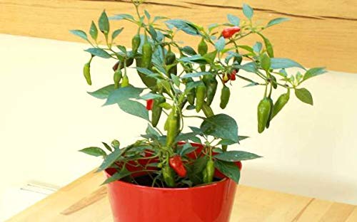 GreenBourne Hybrid Hari Mirch/Green chillie Live Plant With '4' inch ...