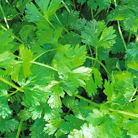 Creative Farmer Herb Seeds For Kitchen Garden Cutting Or Soup Celery ...