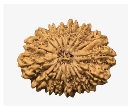 SIMA Jewels Twenty Face Rudraksha Superb Round Shaped Wearing for ...