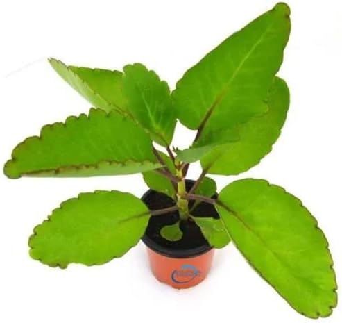 Bhajanlal Greenery Real patharchatta Live Plant Kidney Stone Plant ...