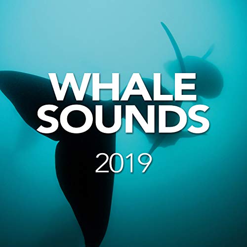 Amazon.com: Whale Sounds 2019 : Whale Sounds: Digital Music