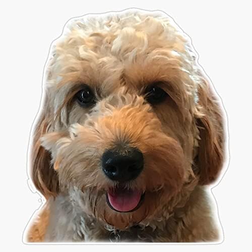 Amazon.com: Goldendoodle Puppy Dog - Golden Doodle Sticker Vinyl ...