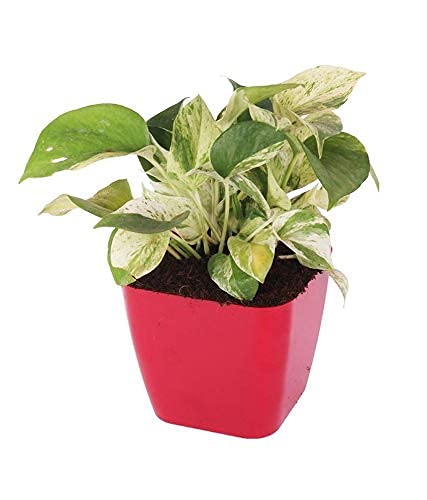 INDIAN FLORA® : Moneyplant Scindapsus | Natural Live Plant |Plastic Pot ...