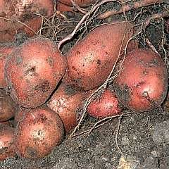 Seed Potato Sarpo Axona 1Kg : Amazon.co.uk: Garden